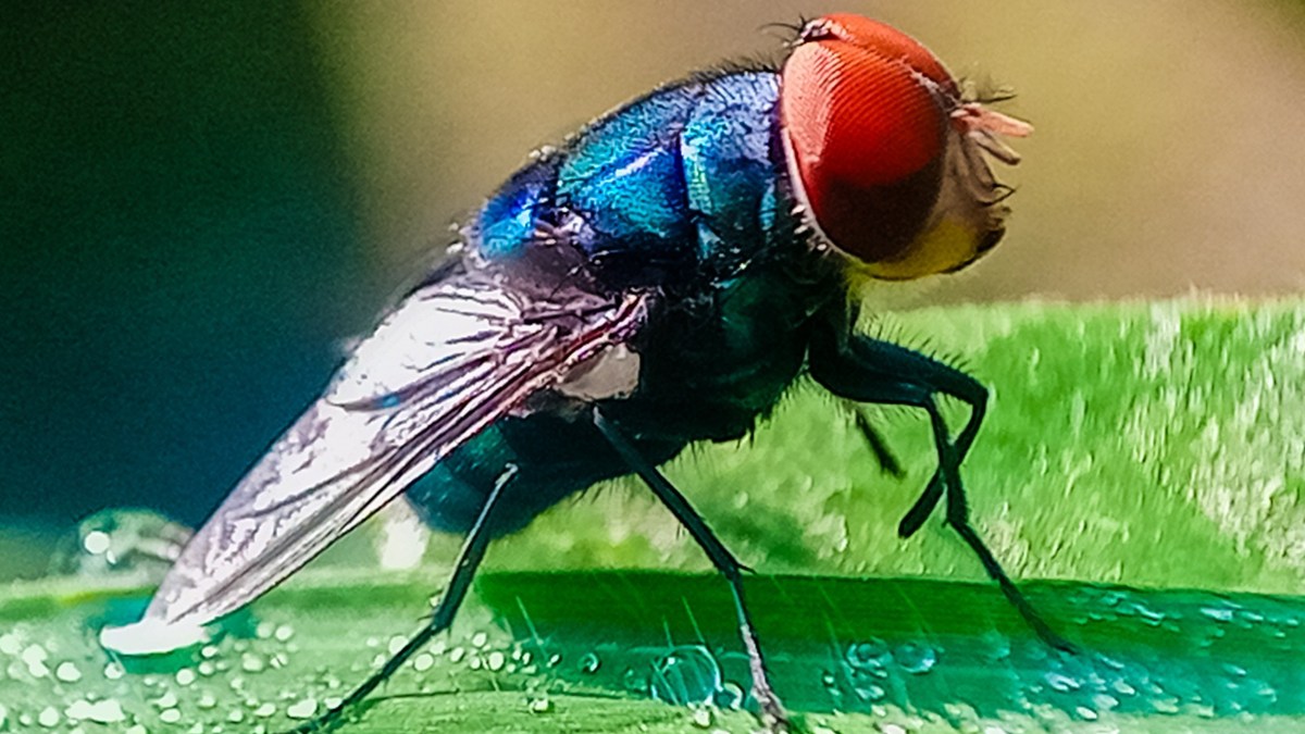 Miasis por el Gusano Barrenador, qué es esta letal afección y a quién ...
