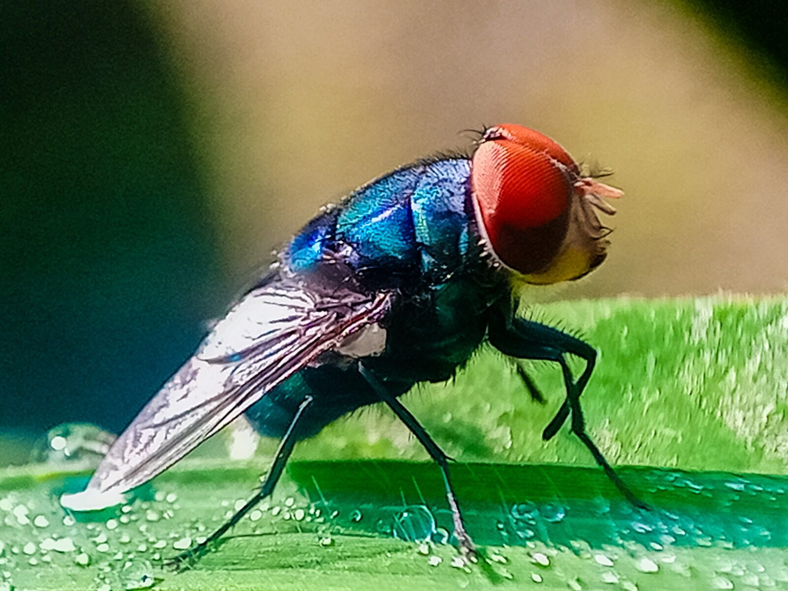 Confirman primeros casos humanos de gusano barrenador en México - UnoTV