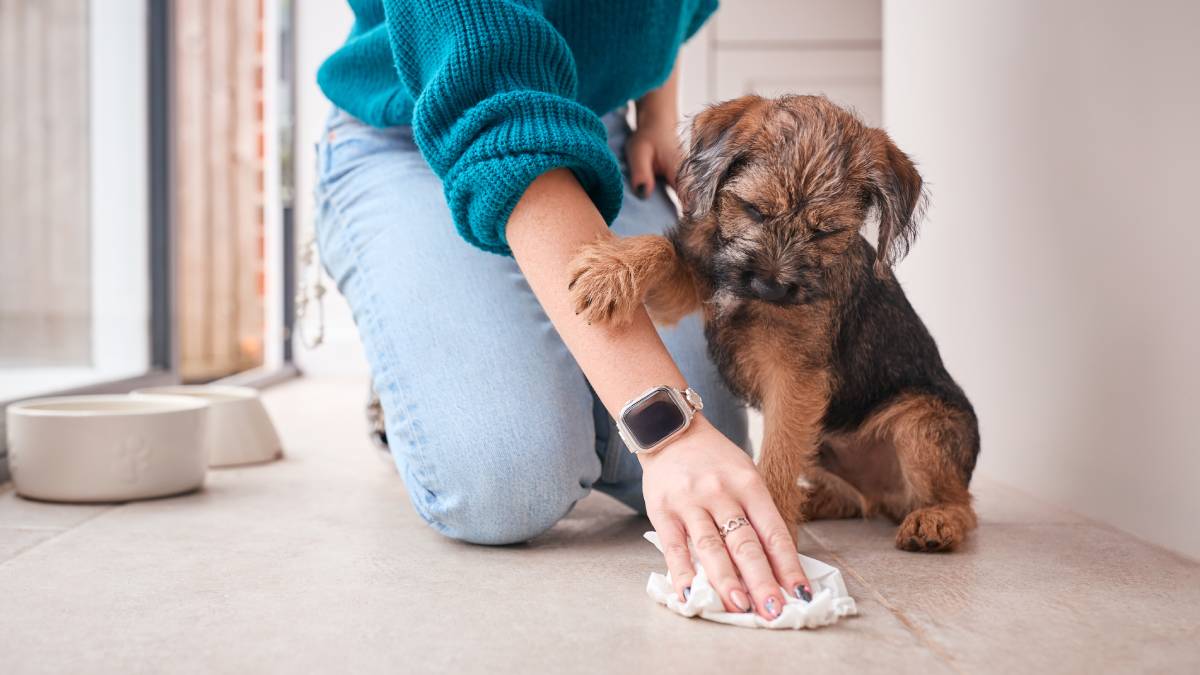 Ingredientes que debes usar para limpiar y quitar el olor a orina - UnoTV