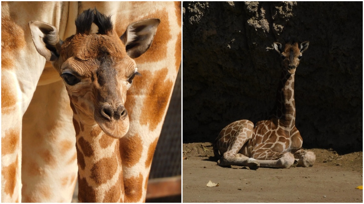 Presenta Zoológico de Chapultepec a Jabari, la nueva cría de jirafa del Centro de Conservación ...
