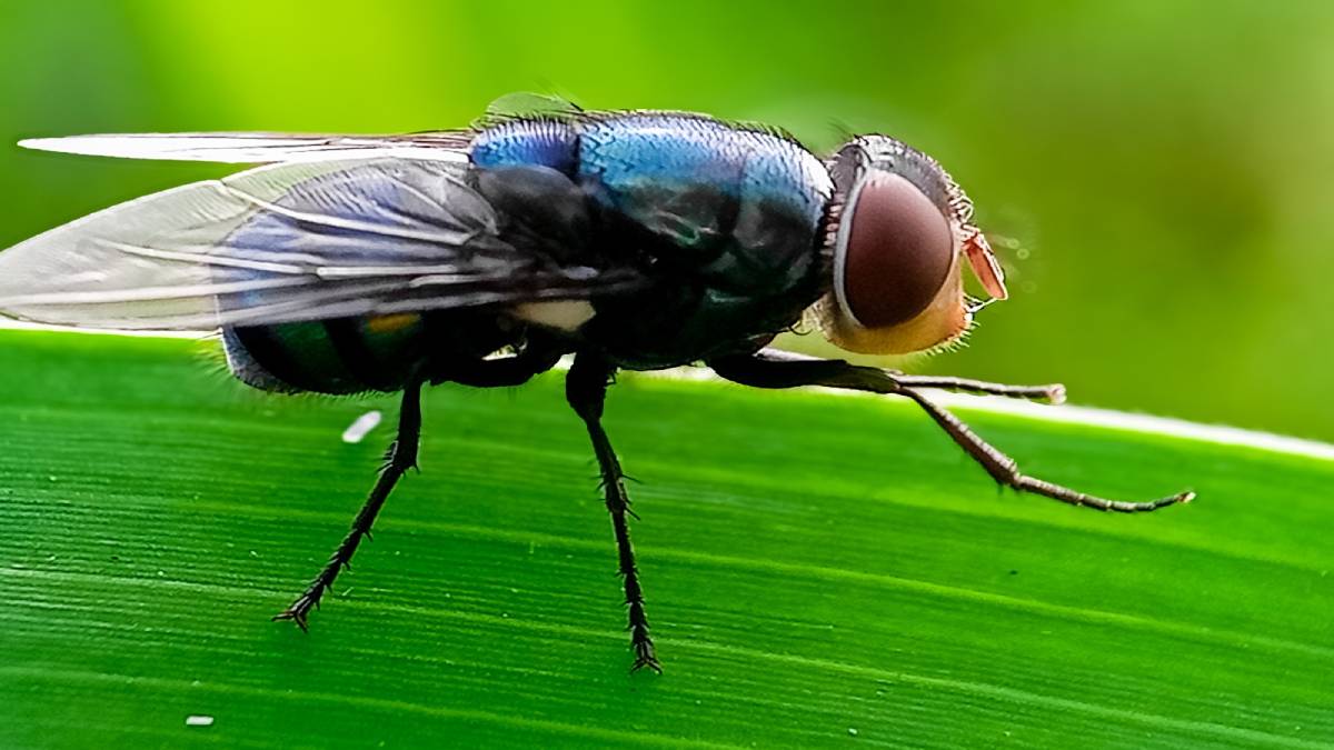 Advierten por esta mosca carnívora en EE.UU., ¡podría devastar la ...