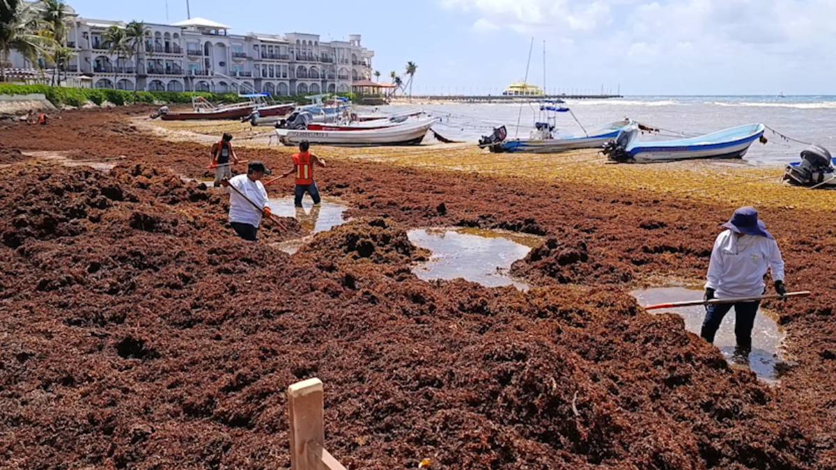 Captan desde el cielo cómo el sargazo invade la Riviera Maya: VIDEO - UnoTV