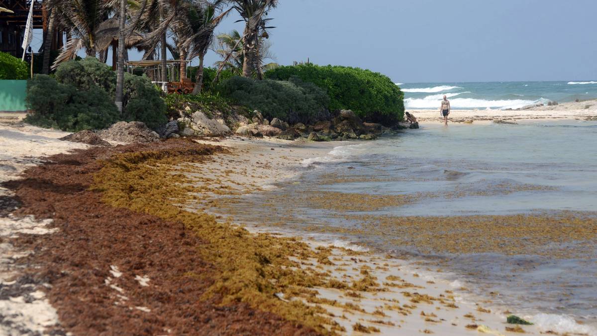 Sargazo, un efecto del cambio climático y contaminación de los mares: experta - UnoTV