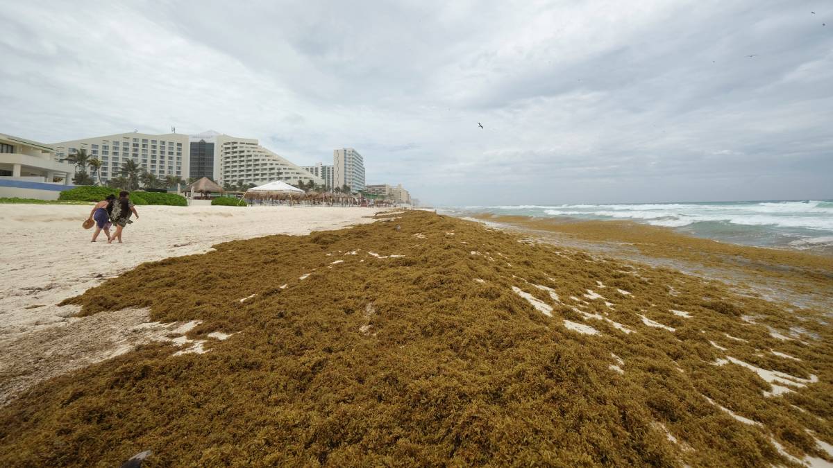 Captan desde el cielo cómo el sargazo invade la Riviera Maya: VIDEO - UnoTV
