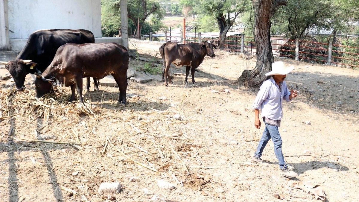 Yucatán presenta la Expo Pro Agro Innovación 2025; lo convertirá en ...