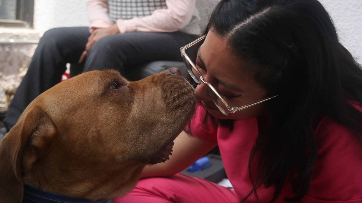 ¿Con quién se queda el perro? Congreso de CDMX aprueba reforma de ...