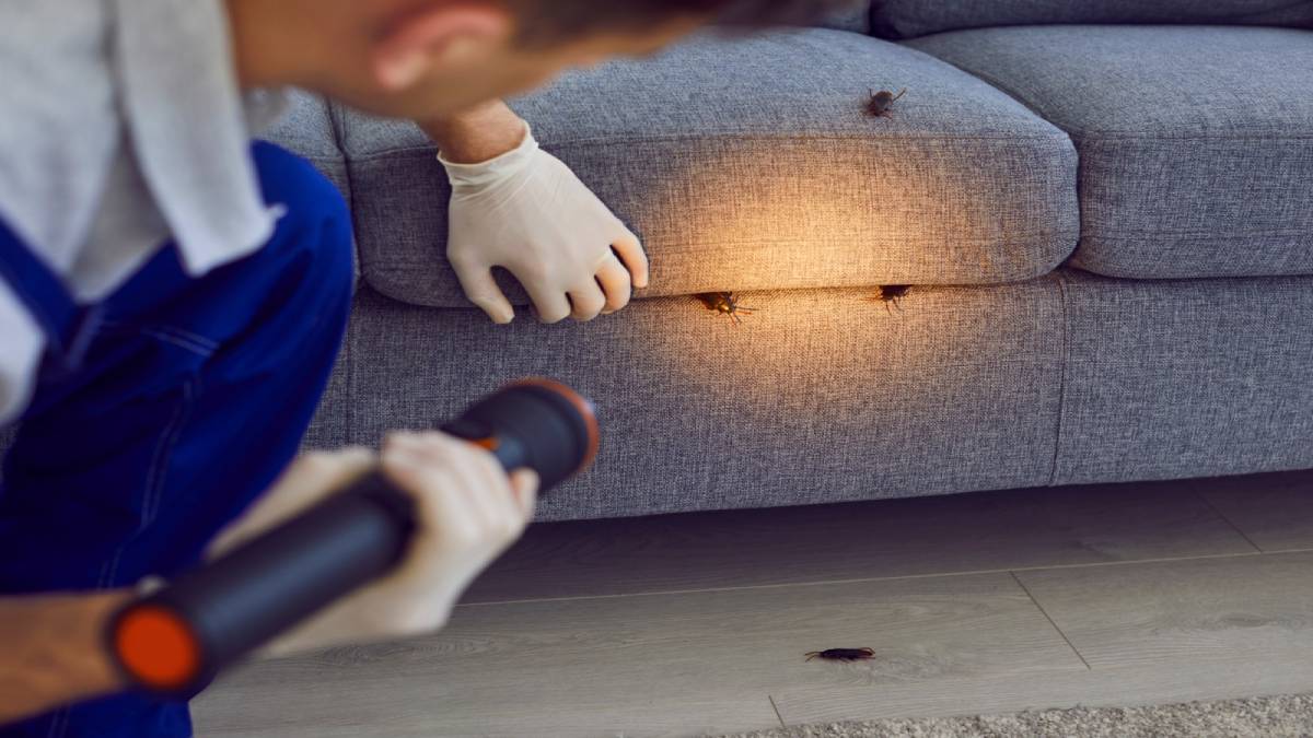 Trucos caseros para eliminar cucarachas en el hogar - UnoTV