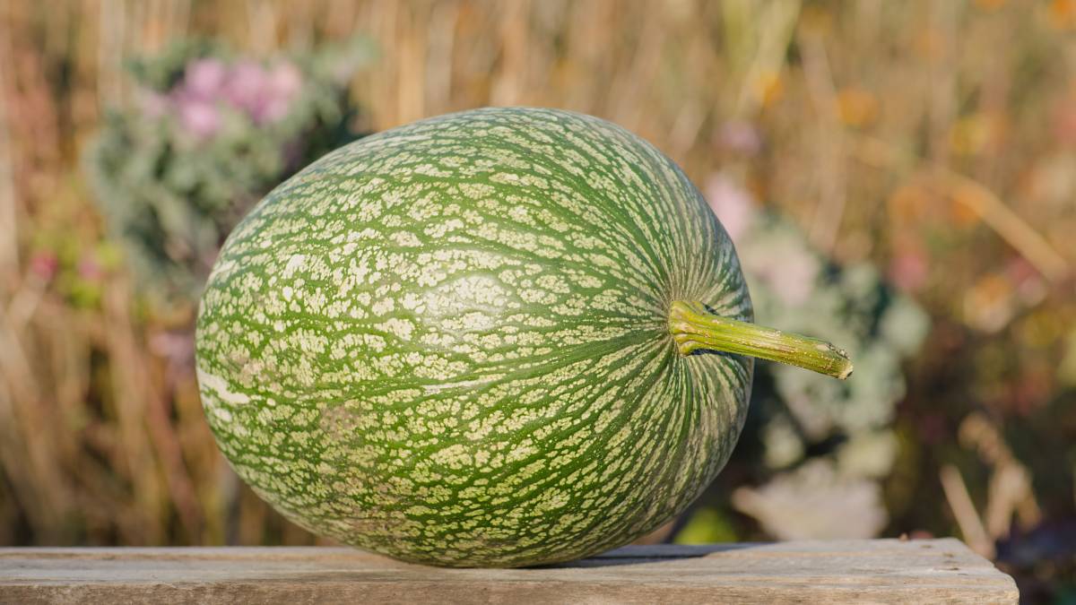 Cómo preparar chilacayote: recetas tradicionales mexicanas dulces y ...