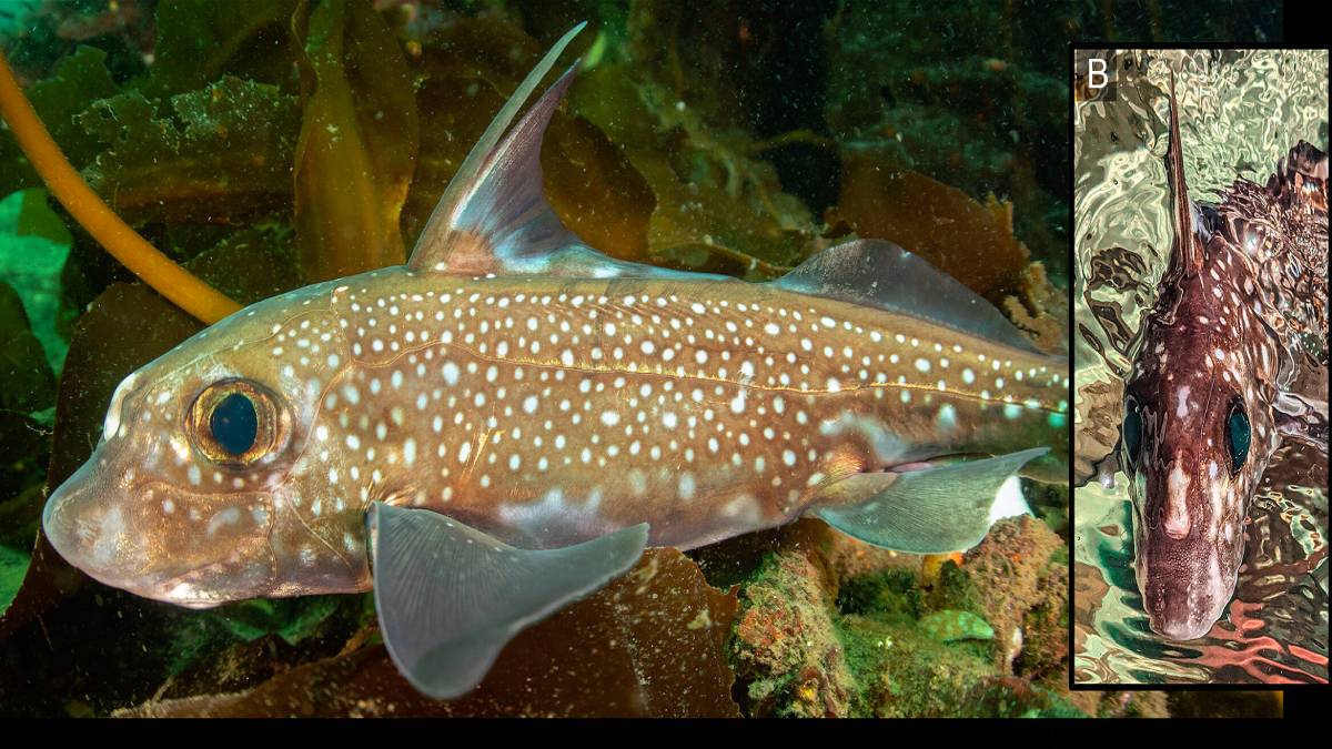 Pez utiliza dientes en la cabeza durante el apareamiento- UnoTV